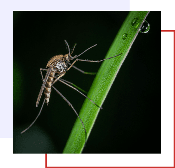 Services | Pest Control Solutions by BROOKS PEST CONTROL
